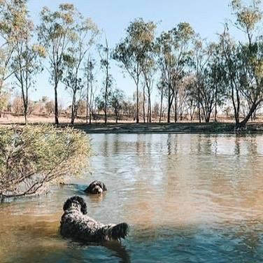 dog friendly camping queensland