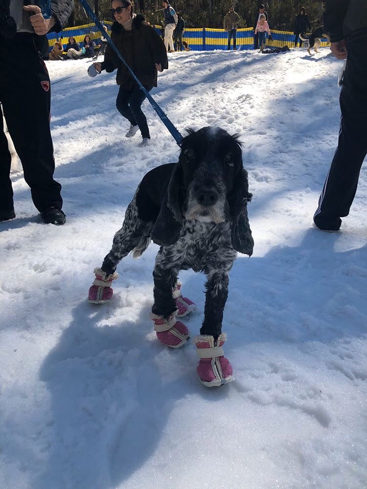 Corin Forest's Snow Dogs - Pet Friendly Accommodation