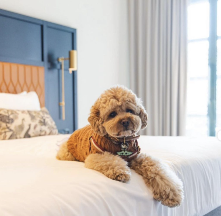 Pet Friendly Melbourne