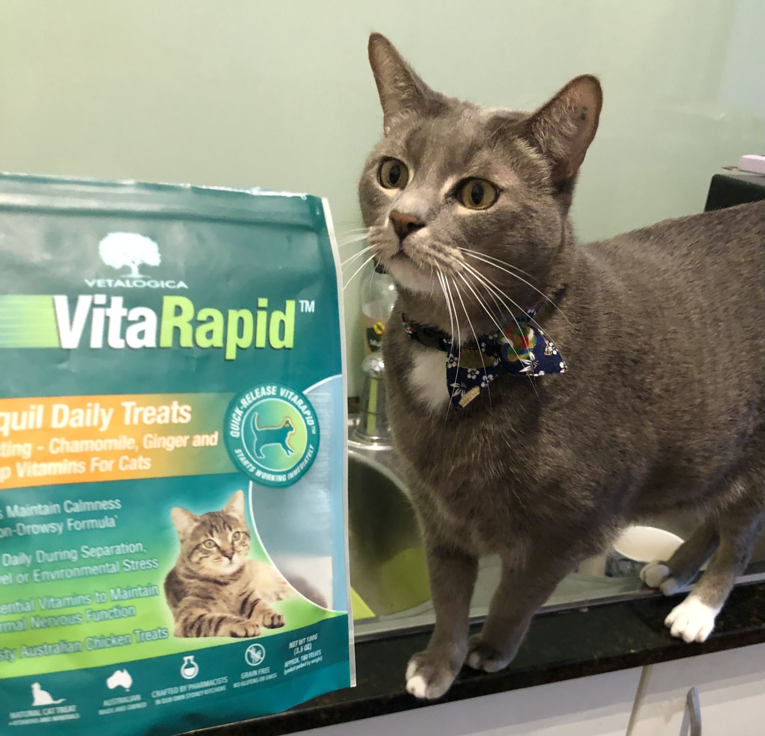 The best calming treats for cats - Pet Friendly Accommodation