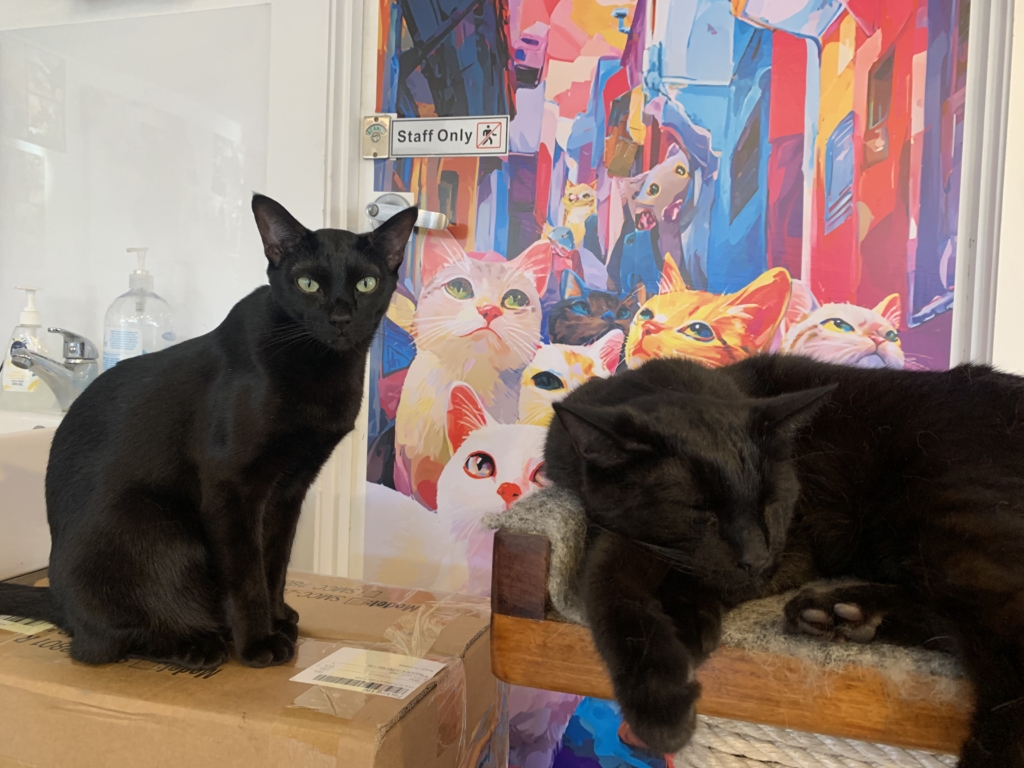 Crazy Cat Café Gold Coast - Pet Friendly Accommodation